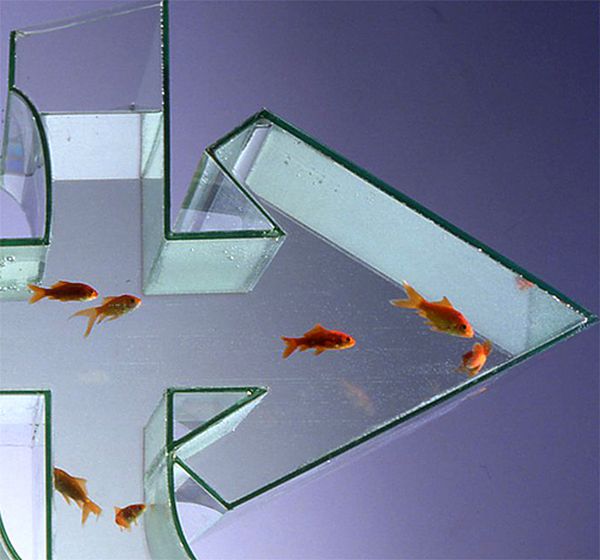 Unique looking fish tank mimics graffiti art - Home Crux