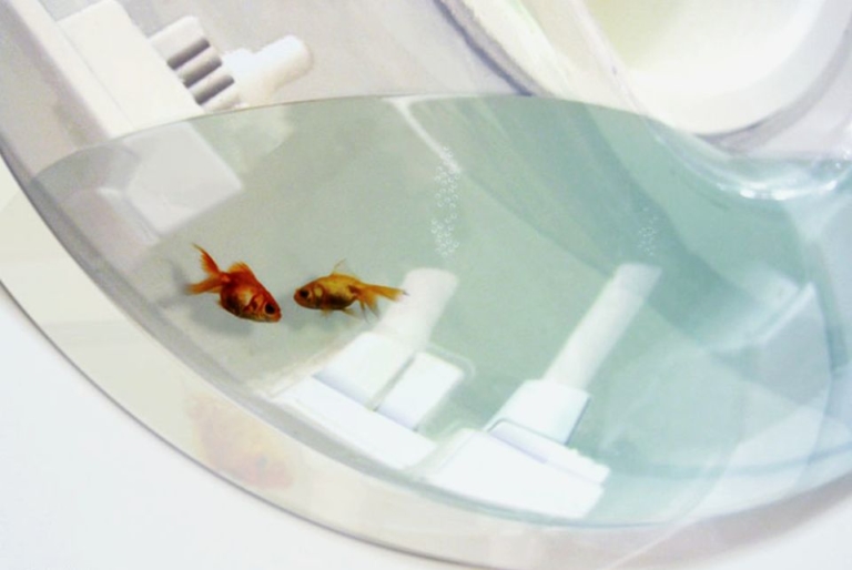 Flying Fish Bowl is cool donut-shaped abode for your aquatic friends ...