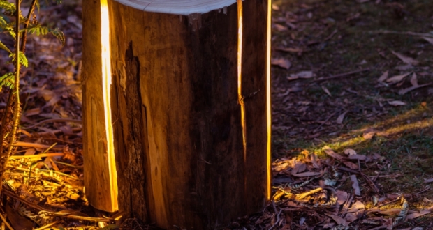 Duncan Meerding turns tree stumps into gorgeous vessels for light ...