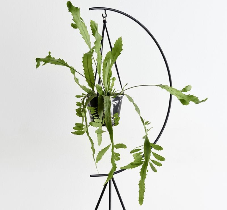 Crescent Plant Stand by Carpa Designs brings greenery in our homes