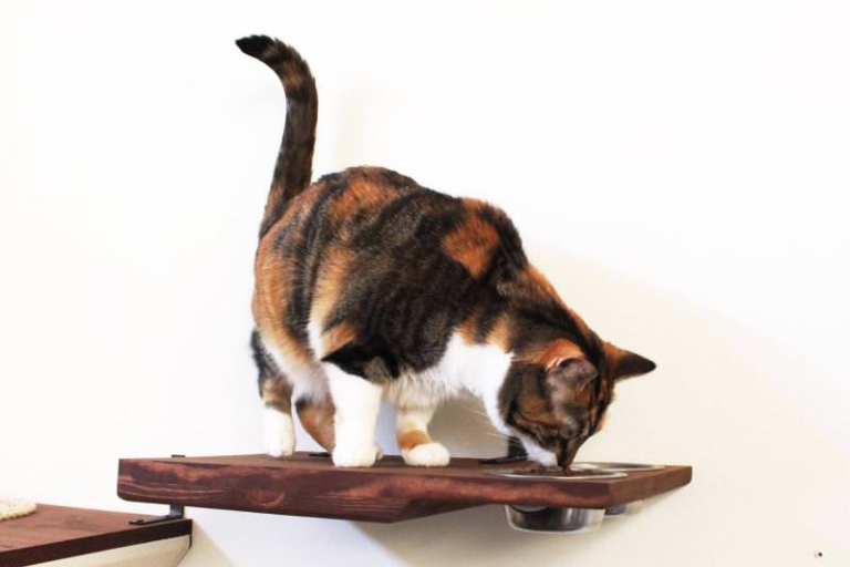 Catastrophic Creations Wall Mounted Cat Furniture For Notorious Felines