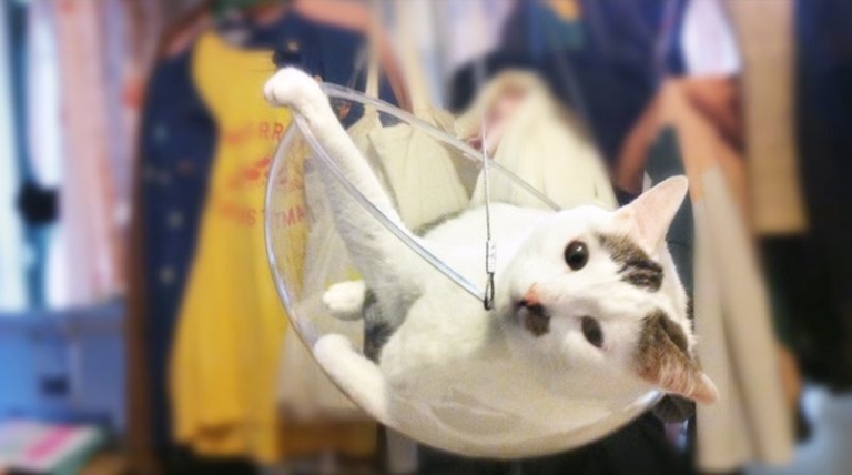 ‘Dim Dim’ can be cat bed, swing, or chair that your feline will love