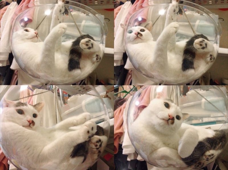 ‘Dim Dim’ can be cat bed, swing, or chair that your feline will love