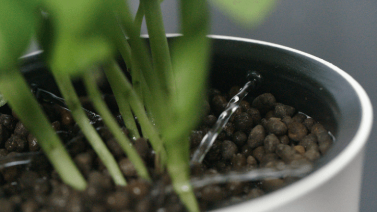 Botanium hydroponic pot saves you the hassle of watering plants for months