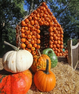 Pumpkin House: A Great Way to Spice up Your Backyard This Halloween