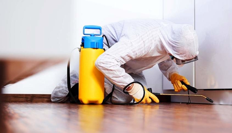 6 (Effortless) Pest Control Tips for Home