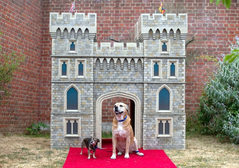 Woman Wins £1.2M Lottery, Builds a £5K Royal Castle Doghouse