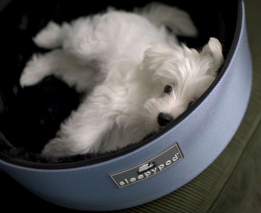 Sleepypod Pet Carrier Turns into a Comfy Bed and Car Safety Seat