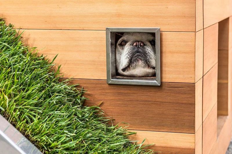 Studio Schicketanz's Dog House Features Green Roof, Automated Faucet