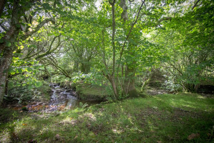 Ty'r Onnen Treehouse to Experience Snug Life in Ceredigion Countryside