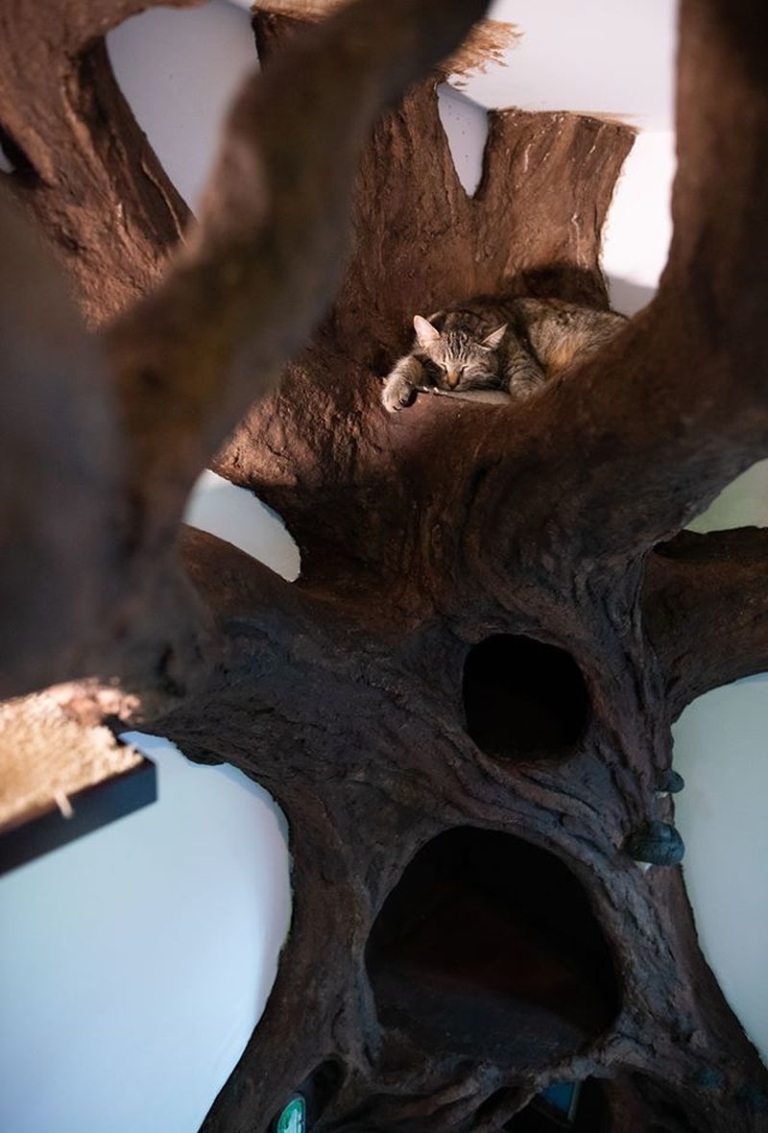 Robert Rogalski Builds Cat Tree That Looks Like Tree