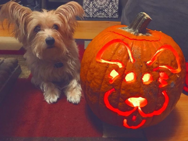 Try Latest Halloween Trend: Carving Dog-o'-Lantern