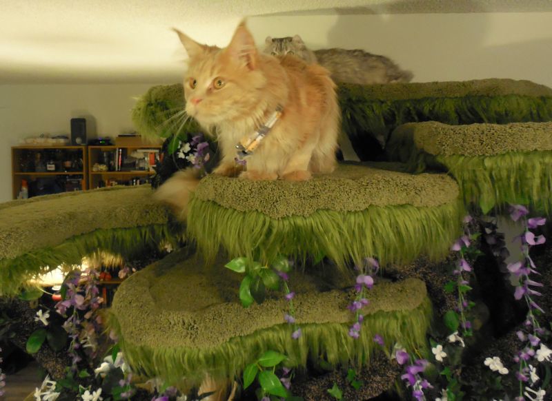 Realistic Cat Tree by the Hollywood Kitty Company