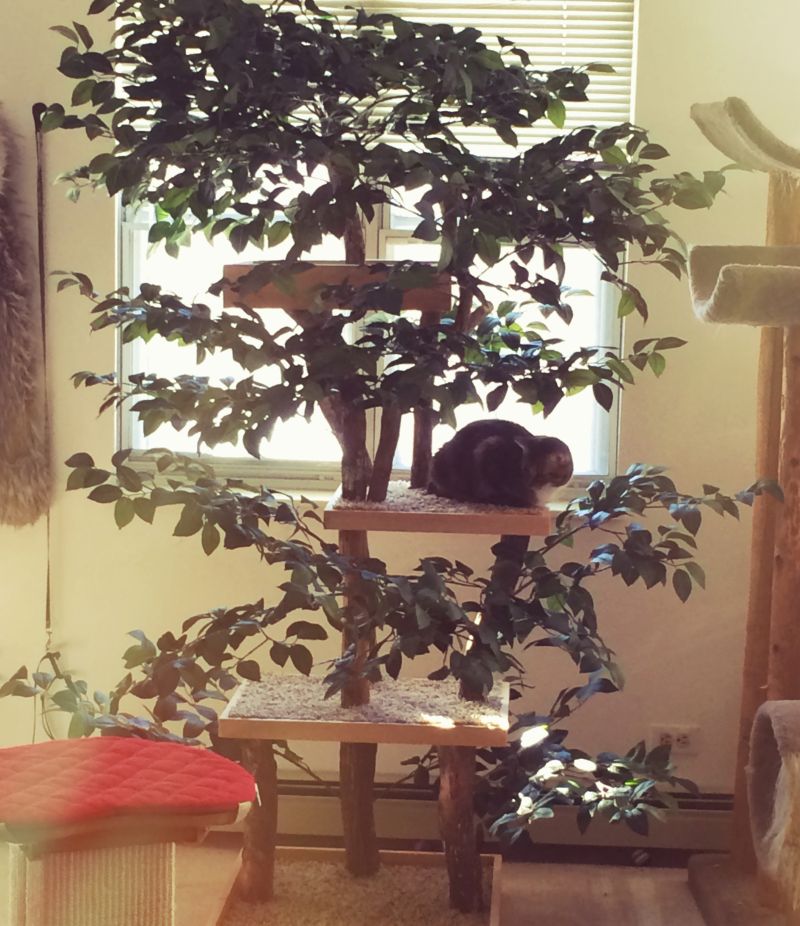 Ready-to-Assemble Real Wood Cat Tree Kits