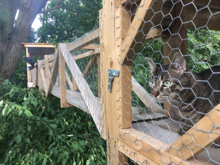 Pet Lover Builds Sprawling Outdoor Cat Tree House in his Backyard