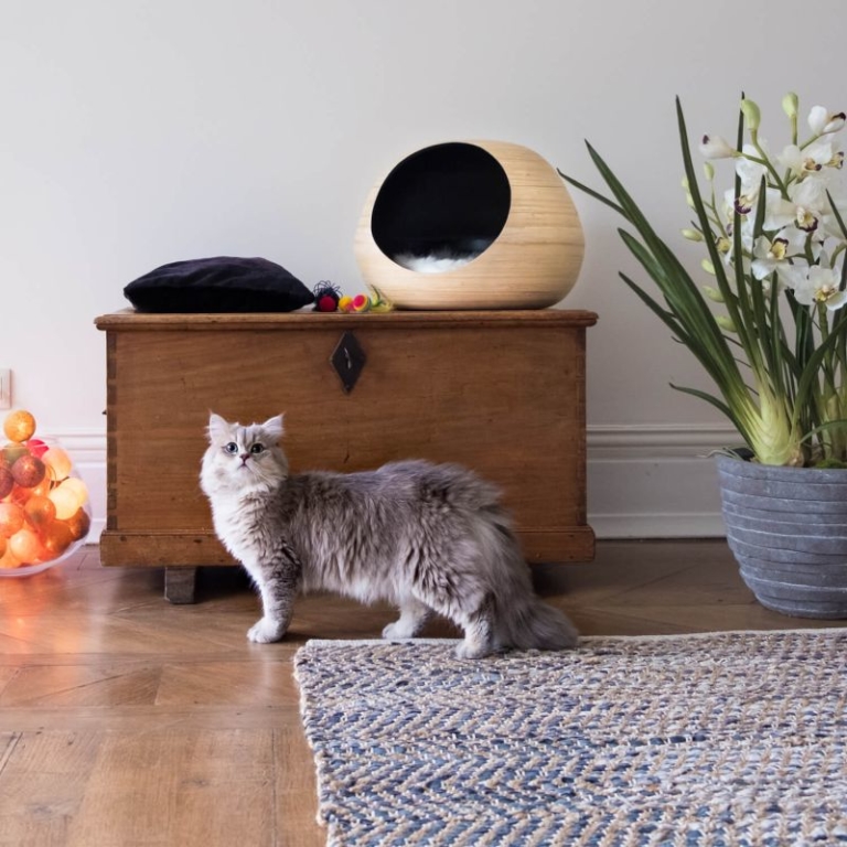 20+ Best Luxury Cat Beds You can Buy Online in 2023