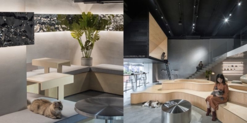 Chinese Meow Café is Equally Welcoming to Humans and Cats