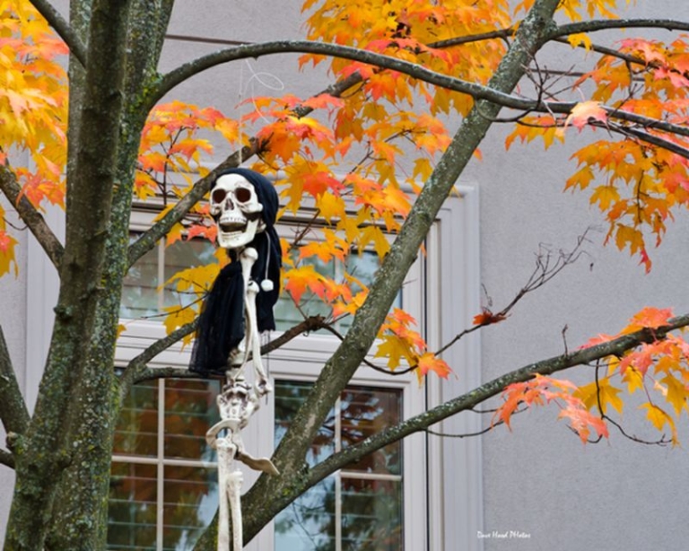 25+ Outdoor Tree Decoration Ideas for Halloween