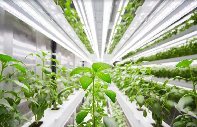 Planty Cube: Smart Vertical Farm for Better, Year-Round Yield