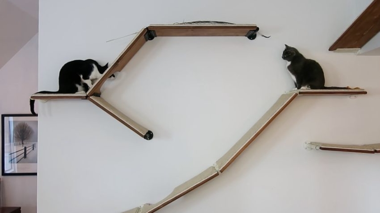 These Configurable Shelves Provide Infinite Possibilities for Your Cat
