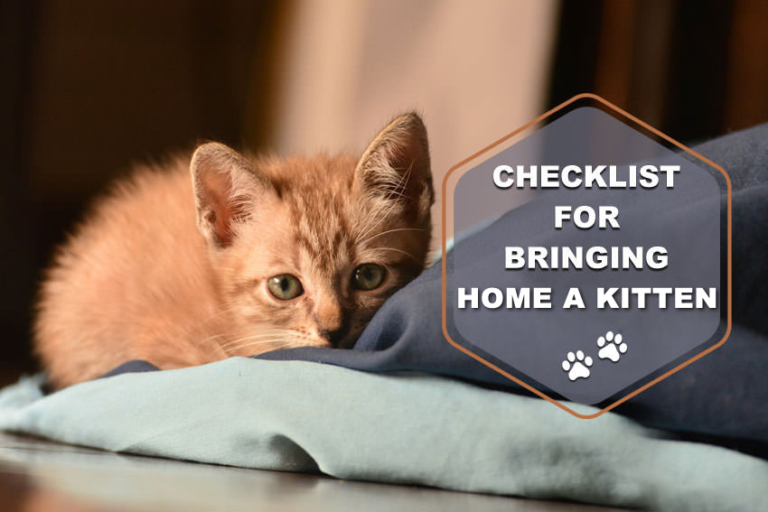 Consider These Important Tips Before You Bring a Kitty Home