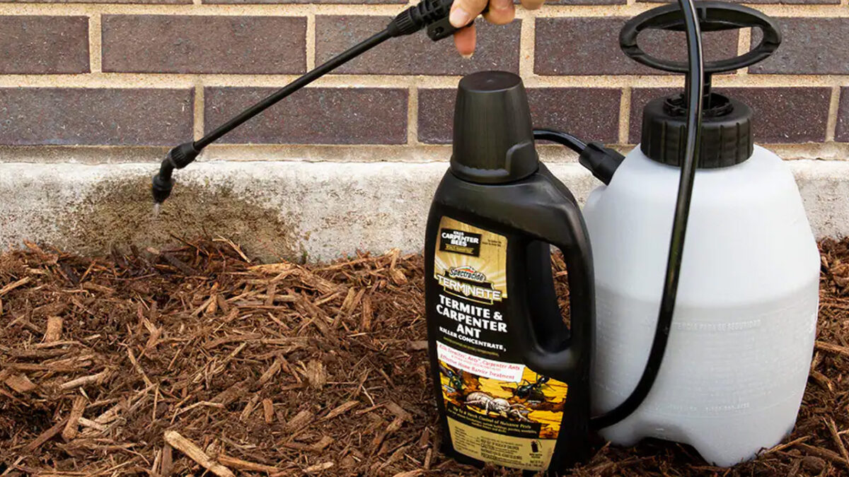 Termite Treatment: Everything You Should Know