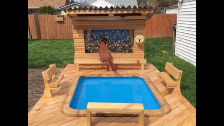 Matt Thompson Creates Ultimate Birdhouse with its own Swimming Pool