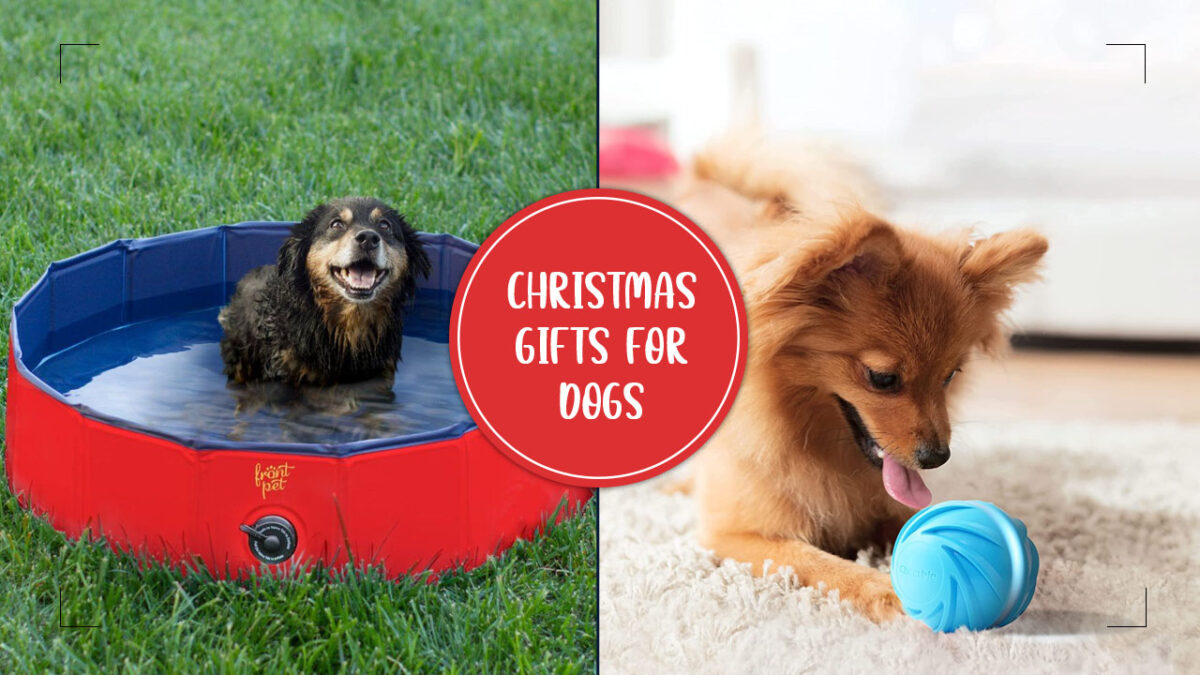 20+ Best Christmas Gifts for Dogs in 2024