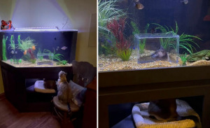 Customized Aquarium With Observation Window for a Cat to Watch Fishes