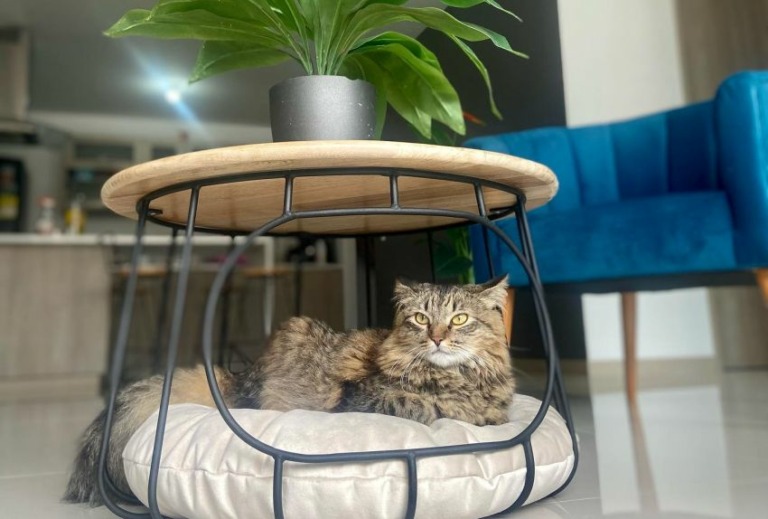 This Coffee Table With Oak Top has a Cozy Cat Bed in its Base