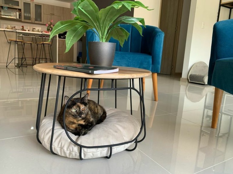 This Coffee Table With Oak Top has a Cozy Cat Bed in its Base