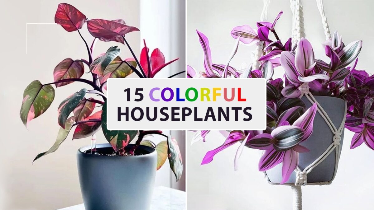 15 Colorful Houseplants to Brighten up Your Home Around the Year