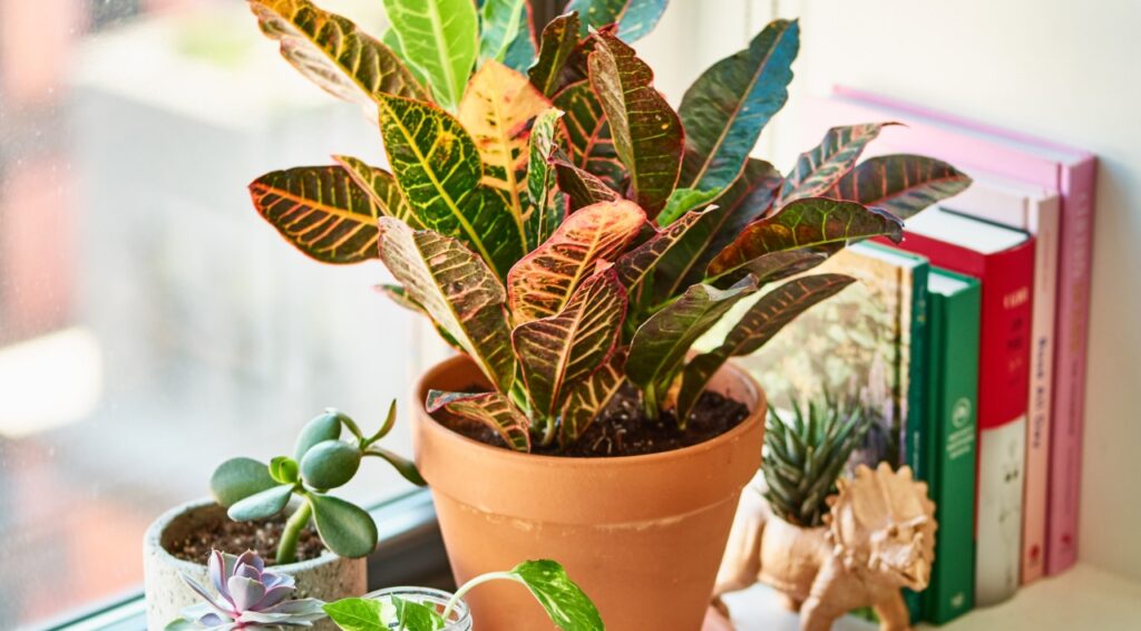 15 Colorful Houseplants to Brighten up Your Home Around the Year