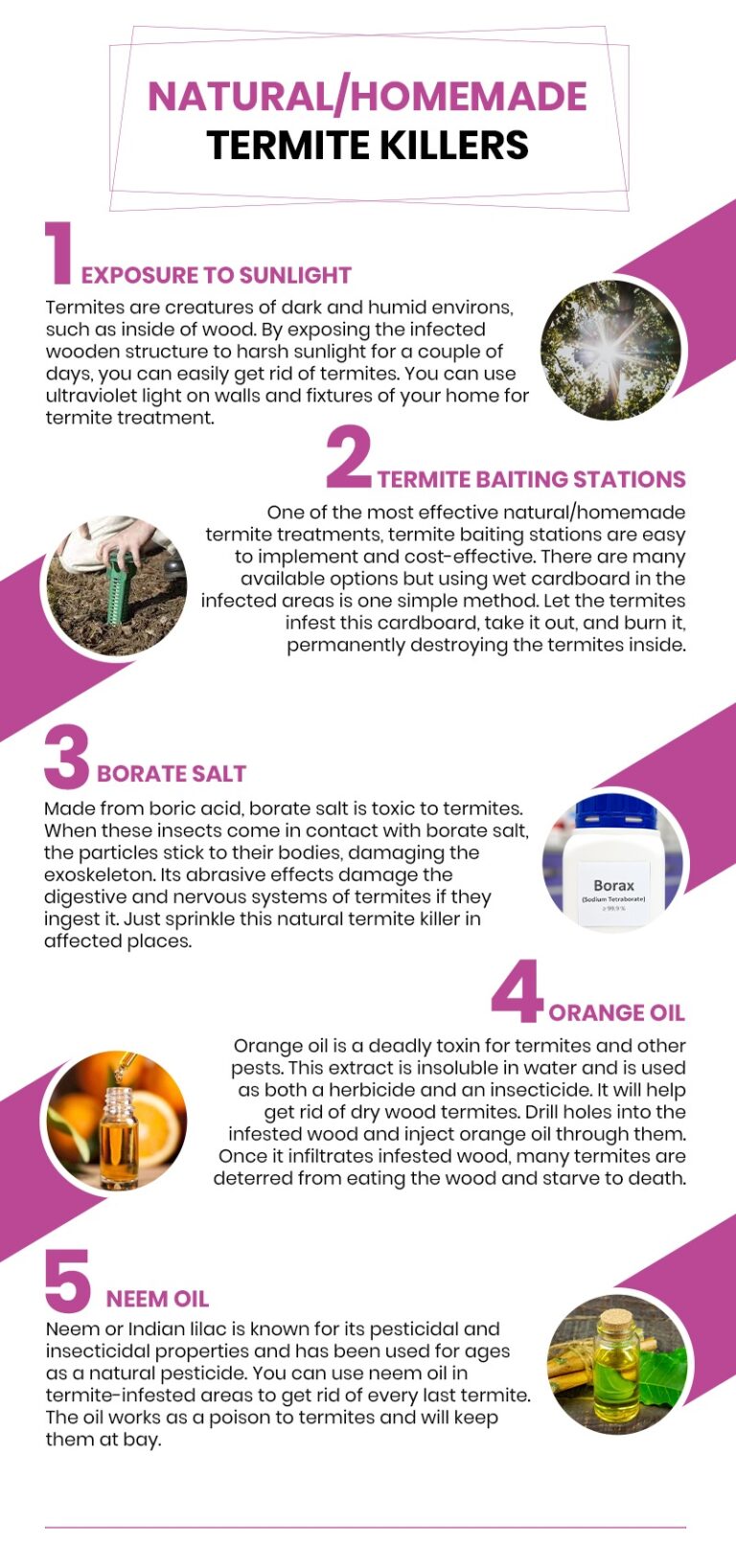 Termite Treatment: Everything You Should Know