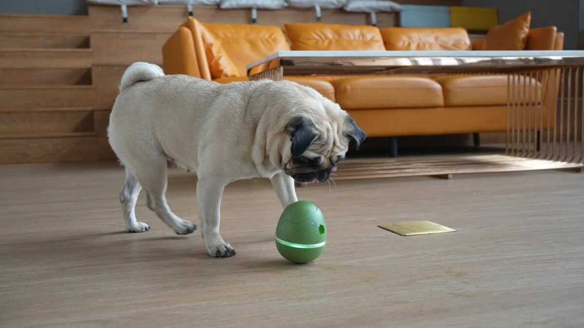 Wicked Egg is Automatic Interactive Toy for Wicked Pets