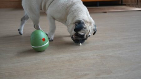 Wicked Egg is Automatic Interactive Toy for Wicked Pets