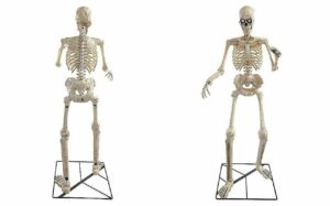 15+ Most Trending Halloween Skeleton Props to Buy in 2023