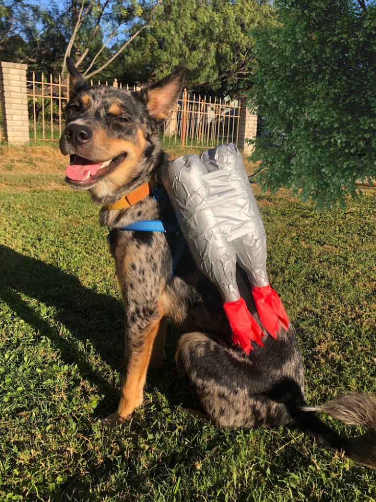 30 DIY Dog Halloween Costumes to Try in 2024