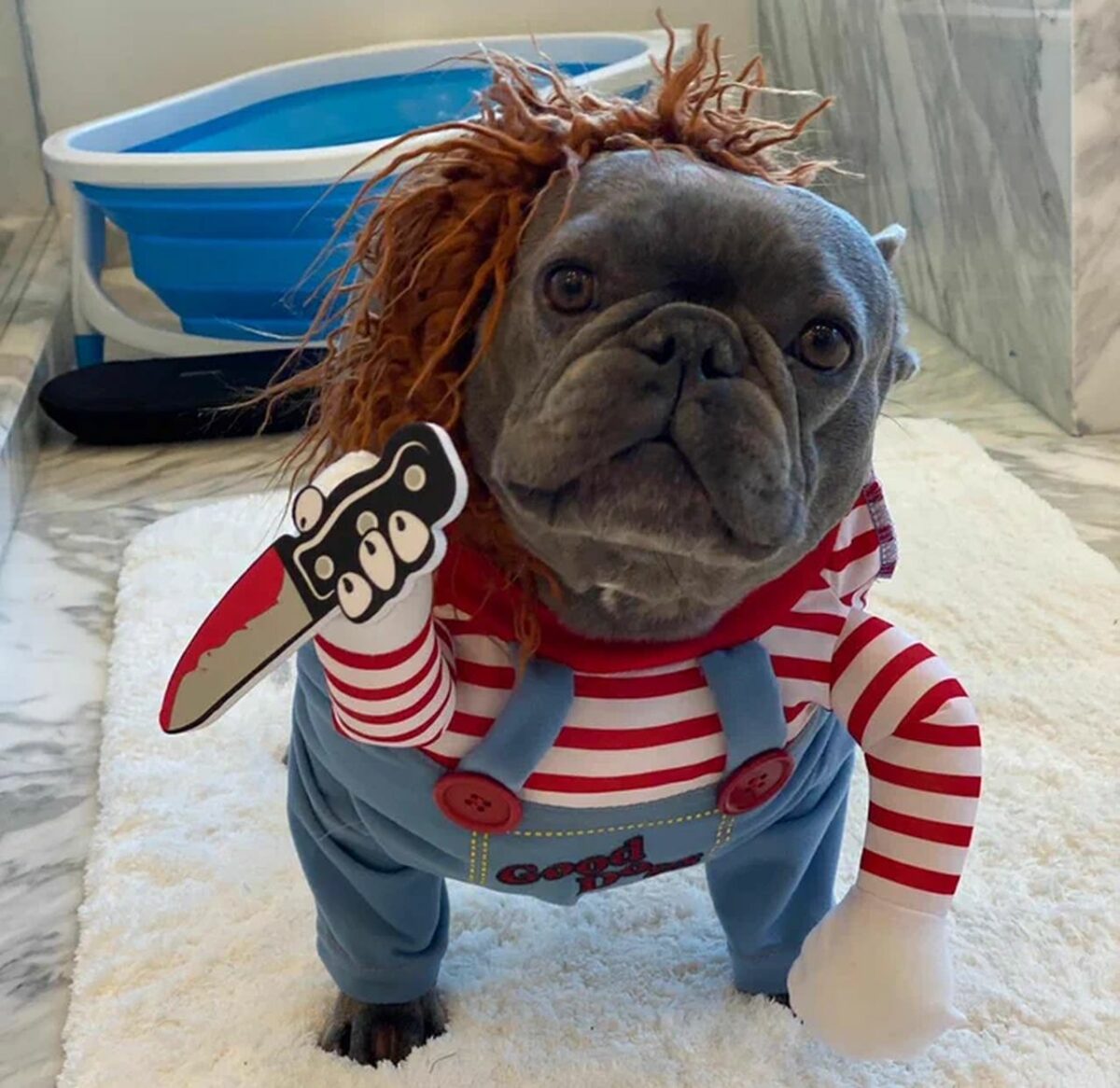 20+ Best Celebrity Pet Halloween Costume Ideas to Steal