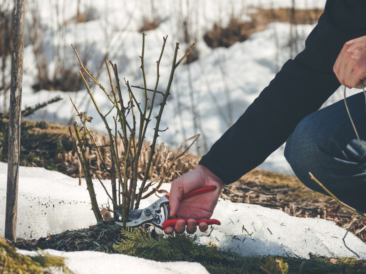 8 Most Essential Tips To Make Your Garden Winter-Ready