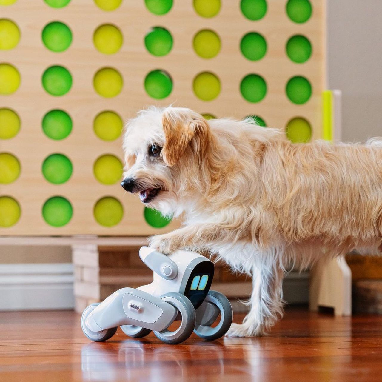 Loona Petbot is for Those Allergic to Pets