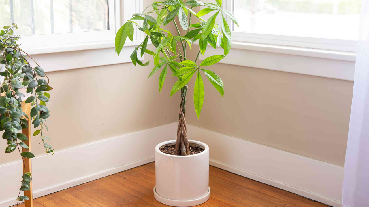 10 Ways to Incorporate Plants Into Your Home Decoration