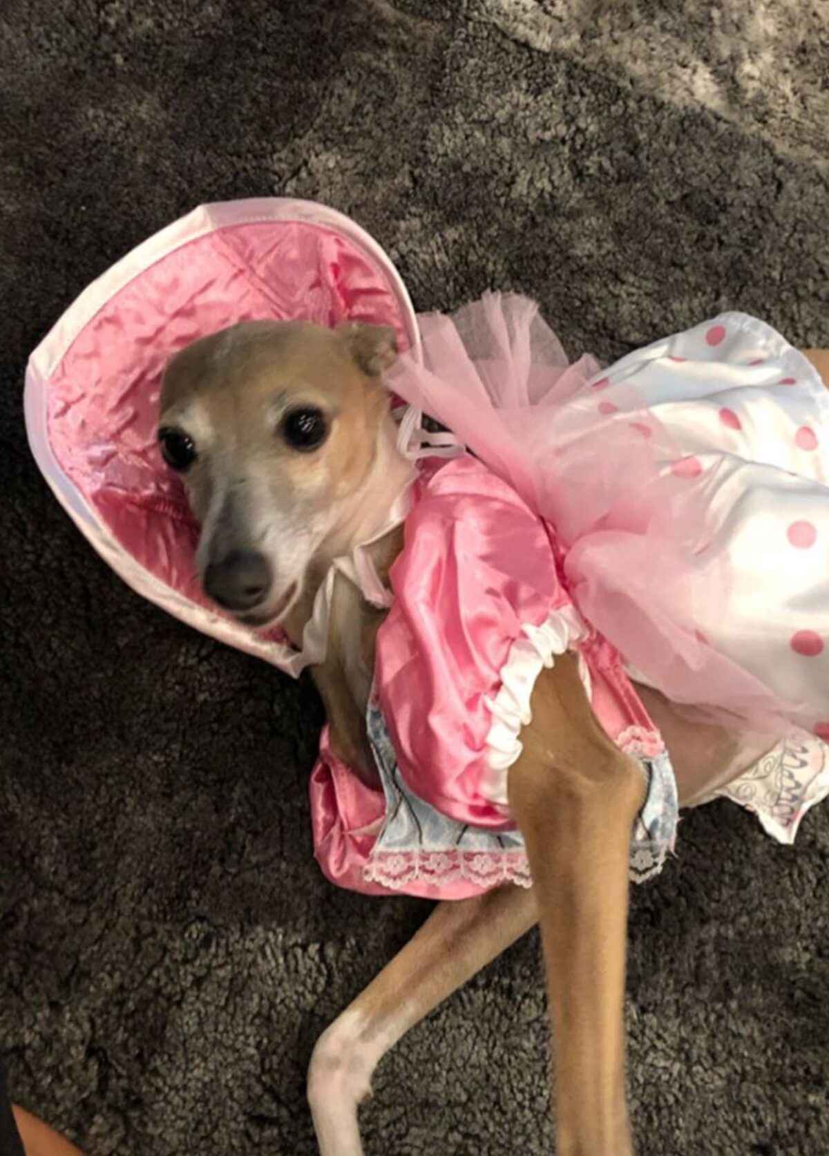 20+ Best Celebrity Pet Halloween Costume Ideas to Steal