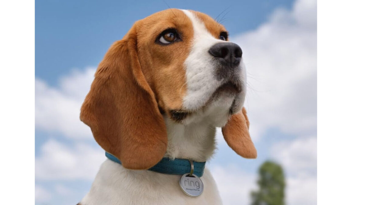 Ring Pet Tag Uses QR Code to Help You Reunite With a Lost Dog