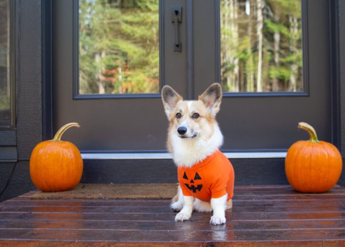 35+ DIY Dog Halloween Costumes to Try in 2025