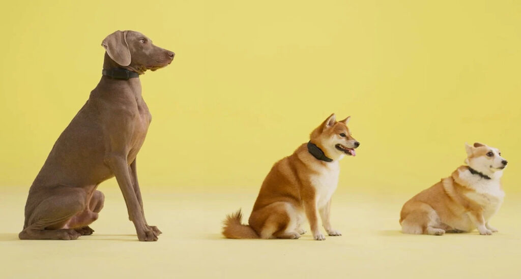 HushPuppy Dog Bark Collar Uses AI to Limit Excessive Barking