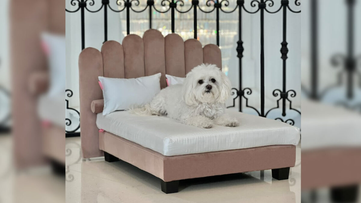 Hooman Life Luxor Pet Bed Supports Your Dog’s Slumber in Style