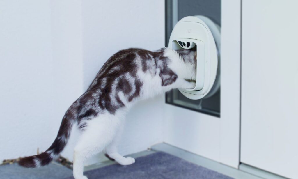 Pawly Cat Door Doesn’t Let Your Cat Bring Prey Home