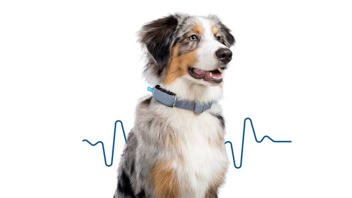 Invoxia Minitailz Health, GPS Tracker Clips to Existing Dog Collars