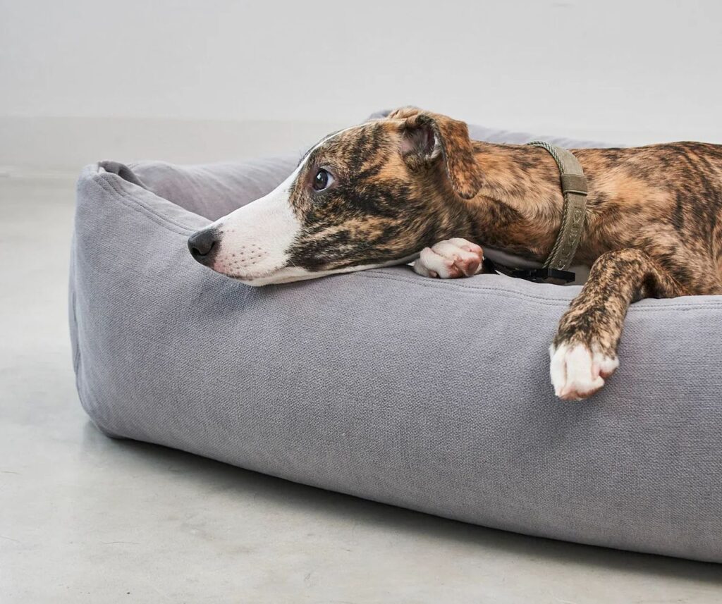Comodo Dog Bed With Orthopedic Foam Filling is Perfect Gift